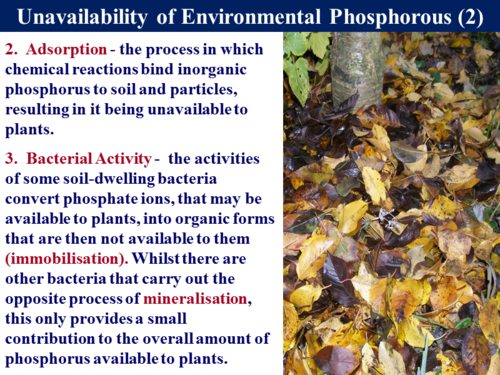 BioA_3.5.4 The Phosphorus Cycle | Teaching Resources