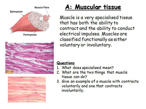 AQA B2.2 Tissues, organs, and organ systems. | Teaching Resources