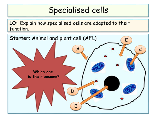 NEW AQA KS4 - Cells and microbiology unit - lower ability | Teaching ...