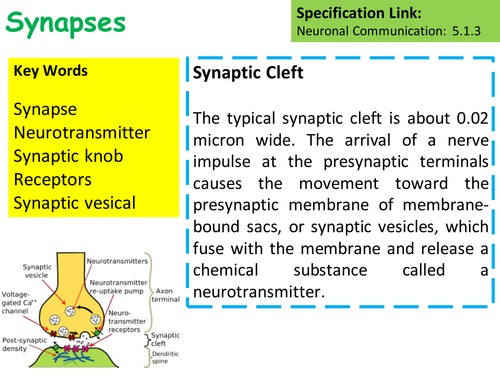 A Level Biology: Synapses Lesson & Activities | Teaching Resources