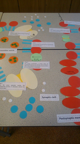 A Level Biology: Synapses Lesson & Activities | Teaching Resources