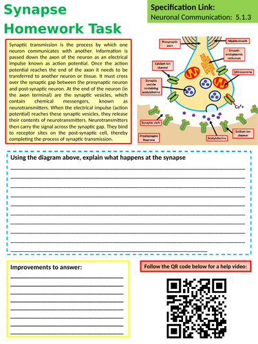 A Level Biology: Synapses Lesson & Activities | Teaching Resources