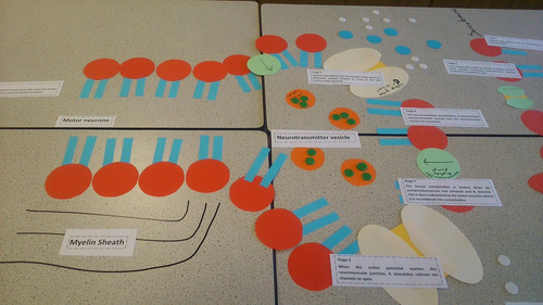 A Level Biology: Synapses Lesson & Activities | Teaching Resources