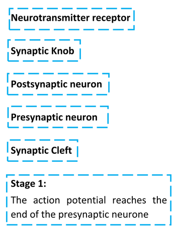 A Level Biology: Synapses Lesson & Activities | Teaching Resources