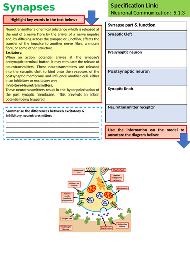 A Level Biology: Synapses Lesson & Activities | Teaching Resources