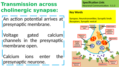 A Level Biology: Synapses Lesson & Activities | Teaching Resources