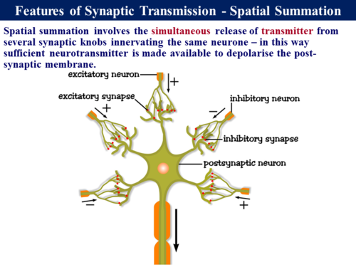 BioA_3.6.2.2 Synaptic Transmission | Teaching Resources