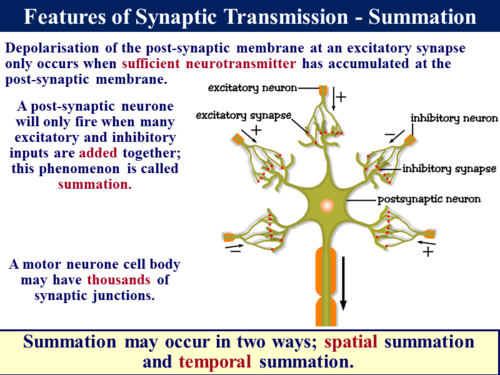 BioA_3.6.2.2 Synaptic Transmission | Teaching Resources
