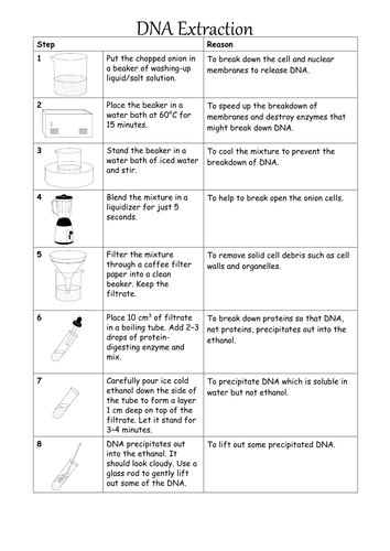 B2.4 Extracting DNA GCSE Biology | Teaching Resources