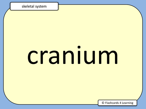 gcse-pe-skeletal-system-key-terms-teaching-resources