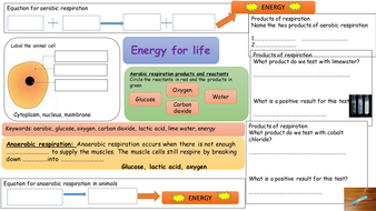 Respiration KS3 support | Teaching Resources