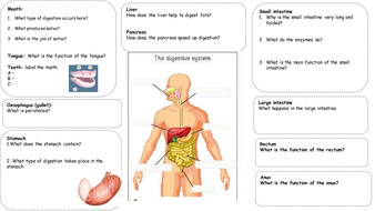 Information hunt for the digestive system | Teaching Resources