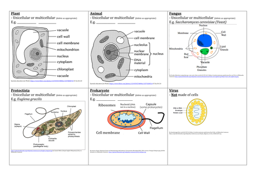 Kingdoms Viruses Cells Venn Diagram Activity | Teaching Resources Kingdoms Viruses Cells Venn Diagram Activity | Teaching Resources