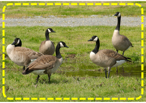 UGLY DUCKLING TEACHING RESOURCES NURSERY RHYME LITERACY NUMERACY ROLE ...