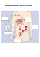 Malaria Life Cycle Activity | Teaching Resources