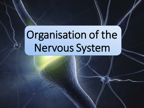 A Level Biology Organisation of the Nervous System Lesson & Activities ...