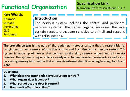A Level Biology Organisation of the Nervous System Lesson & Activities ...