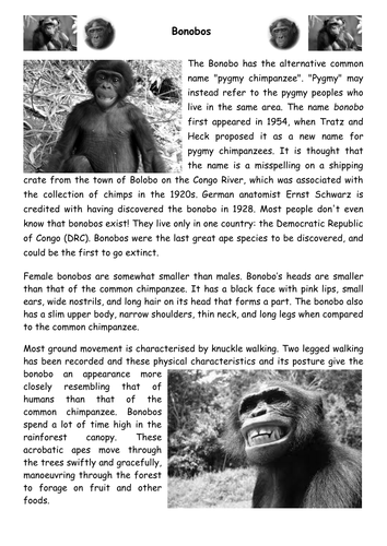The Great Apes resources | Teaching Resources