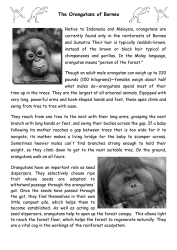 The Great Apes resources | Teaching Resources