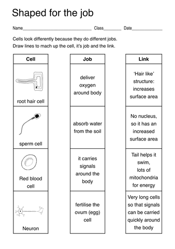 specialised cells | Teaching Resources specialised cells | Teaching Resources