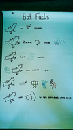 Halloween/ Nocturnal animal/ Bats complete weekly plan, with teaching ...