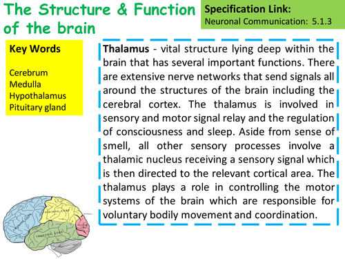 A Level Biology The Structure & Function of the Brain Lesson | Teaching ...
