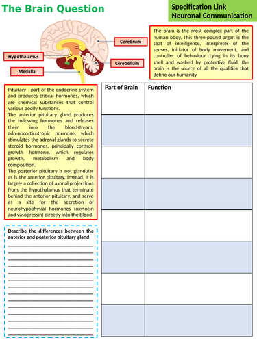 A Level Biology The Structure & Function of the Brain Lesson | Teaching ...