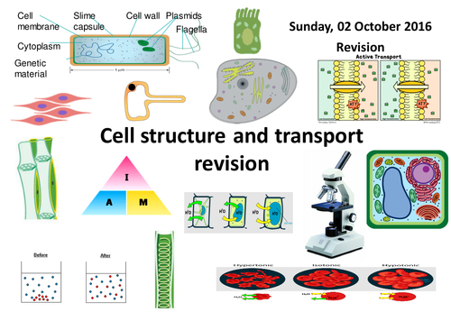 KS4 AQA New B1 Cell structure and transport Revision | Teaching Resources