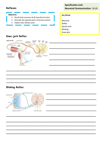 A Level Biology Reflexes Lesson | Teaching Resources