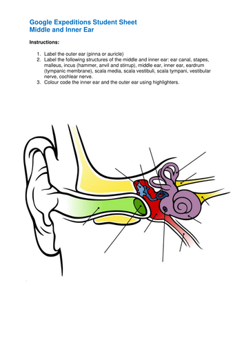 Middle and Inner Ear #GoogleExpeditions Science KS4 | Teaching Resources