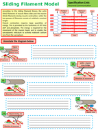 A Level Biology Sliding Filament Model Lesson | Teaching Resources