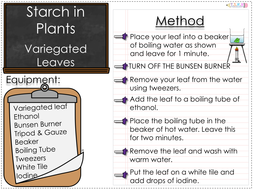 Starch in Plants Practical and Worksheet | Teaching Resources