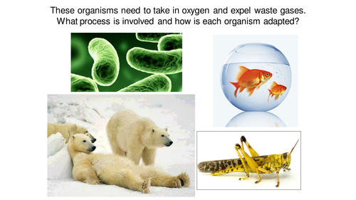 KS4 AQA new 2016 B1 Cell structure and transport L10 Exchange surfaces ...