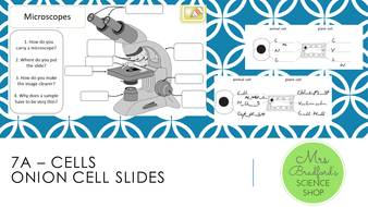 Cells - Onion Cell Slides | Teaching Resources