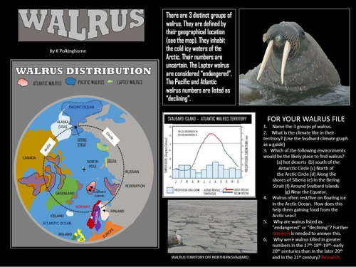 COULD THE ARCTIC WALRUS BECOME A CASUALTY OF GLOBAL WARMING | Teaching ...