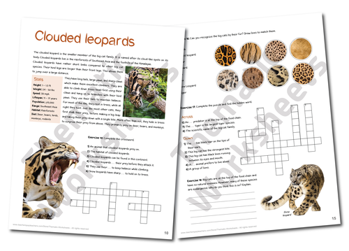 Big Cats | Teaching Resources