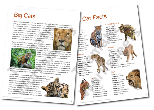 Big Cats | Teaching Resources