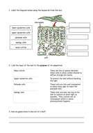 Structure of a leaf worksheet | Teaching Resources