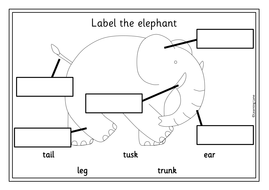 The Animal Boogie story resource pack- Jungle animals | Teaching Resources