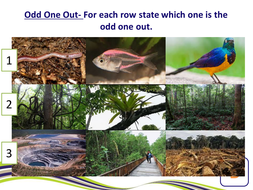 Sustainable Management of Tropical Rainforest | Teaching Resources