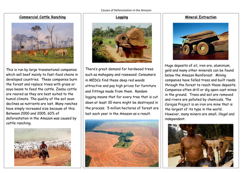 Causes of Deforestation in Tropical Rainforest | Teaching Resources