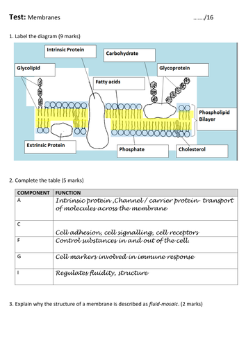 Membrane quick test AS / A2 OCR biology | Teaching Resources
