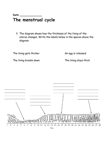 Menstrual Cycle | Teaching Resources