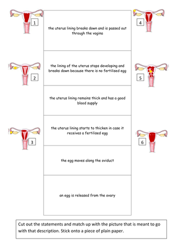 Menstrual Cycle | Teaching Resources