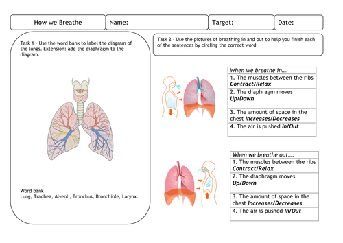 Breathing worksheet | Teaching Resources