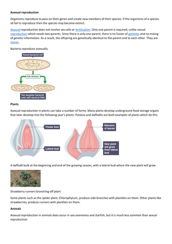 KS4 AQA New 2016 B2 Cell division revison PPT and notes | Teaching ...