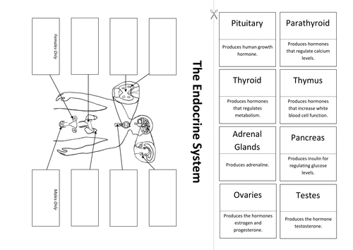 The Endocrine System: Create a Labelled Diagram | Teaching Resources
