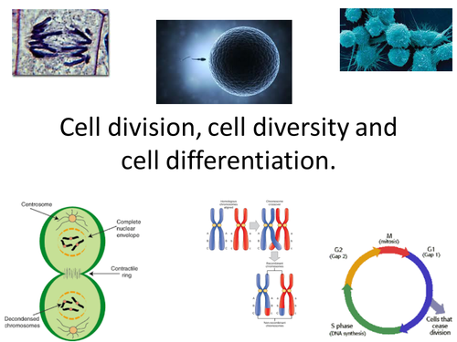 NEW AS OCR Biology - Cell division, cell diversity and differentiation ...