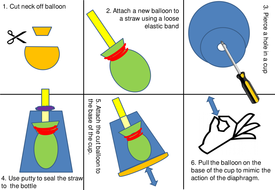 Breathing Build a model of the Lungs. | Teaching Resources