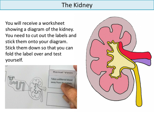 The Kidney: Create a Labelled Diagram | Teaching Resources
